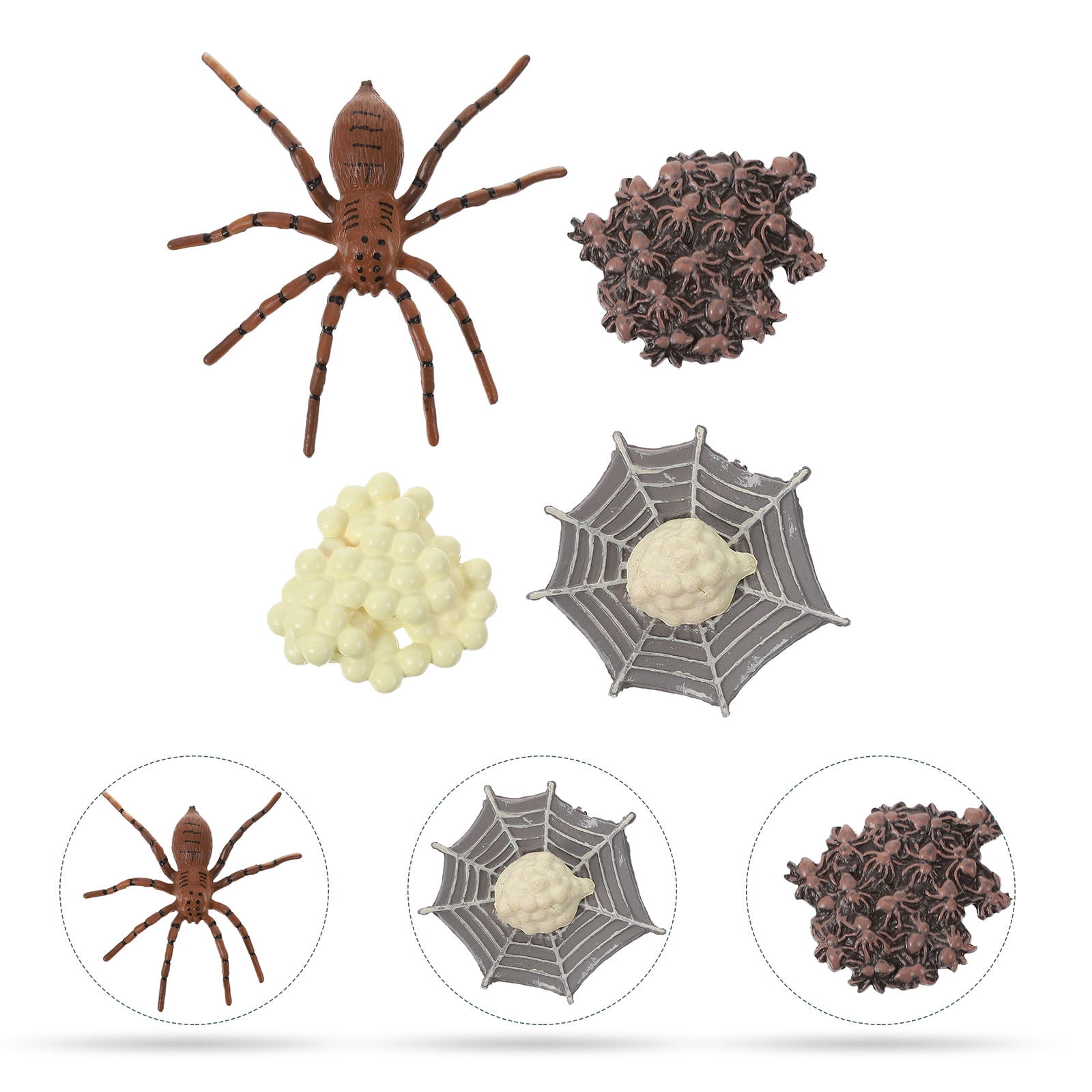 HONITANO 3Pack Arthropod Life Cycle Of Spider Model For Children ...