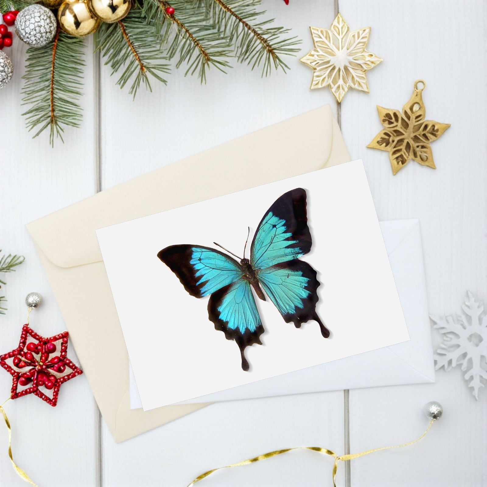 HONMEET 1Set Butterfly Display Box For Specimen Pinning Tools 11.4X7 ...