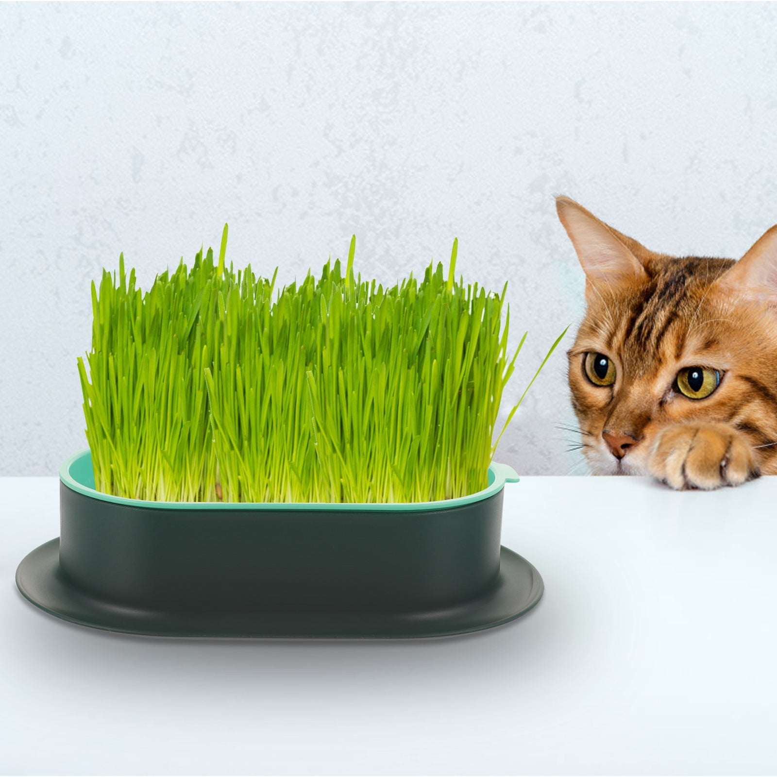 HONMEET Cat Grass Planter 1Pcs for Office Use in Simple Design and Dark ...
