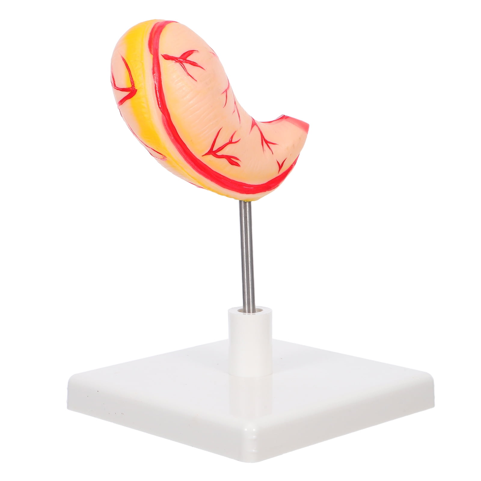 HONMEET Human Stomach Model Stomach Biology Model Multi 1Set - Walmart.com