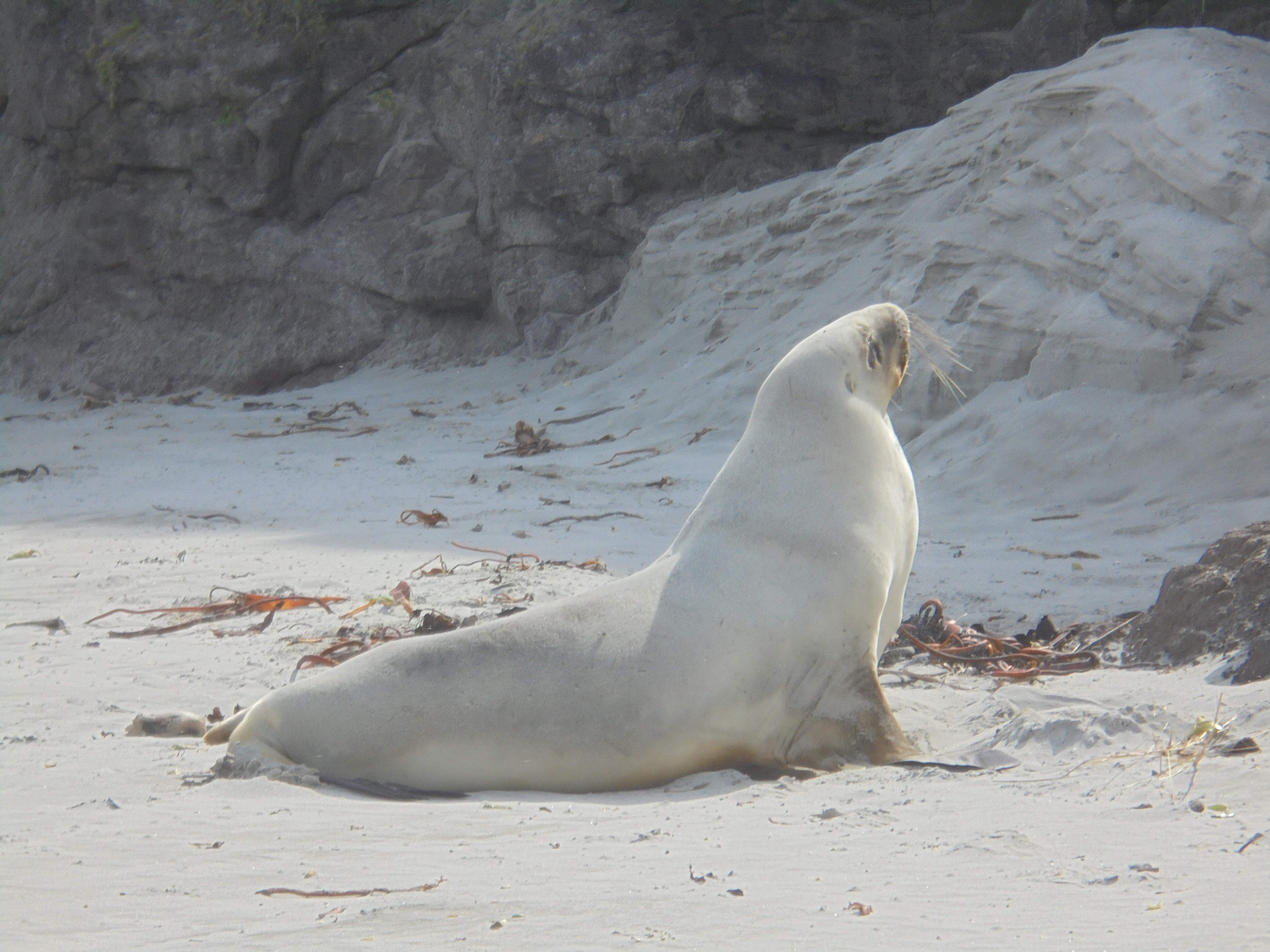 Hooker'S Sea Lion New Zealand Glossy Poster Picture Photo Print Banner ...