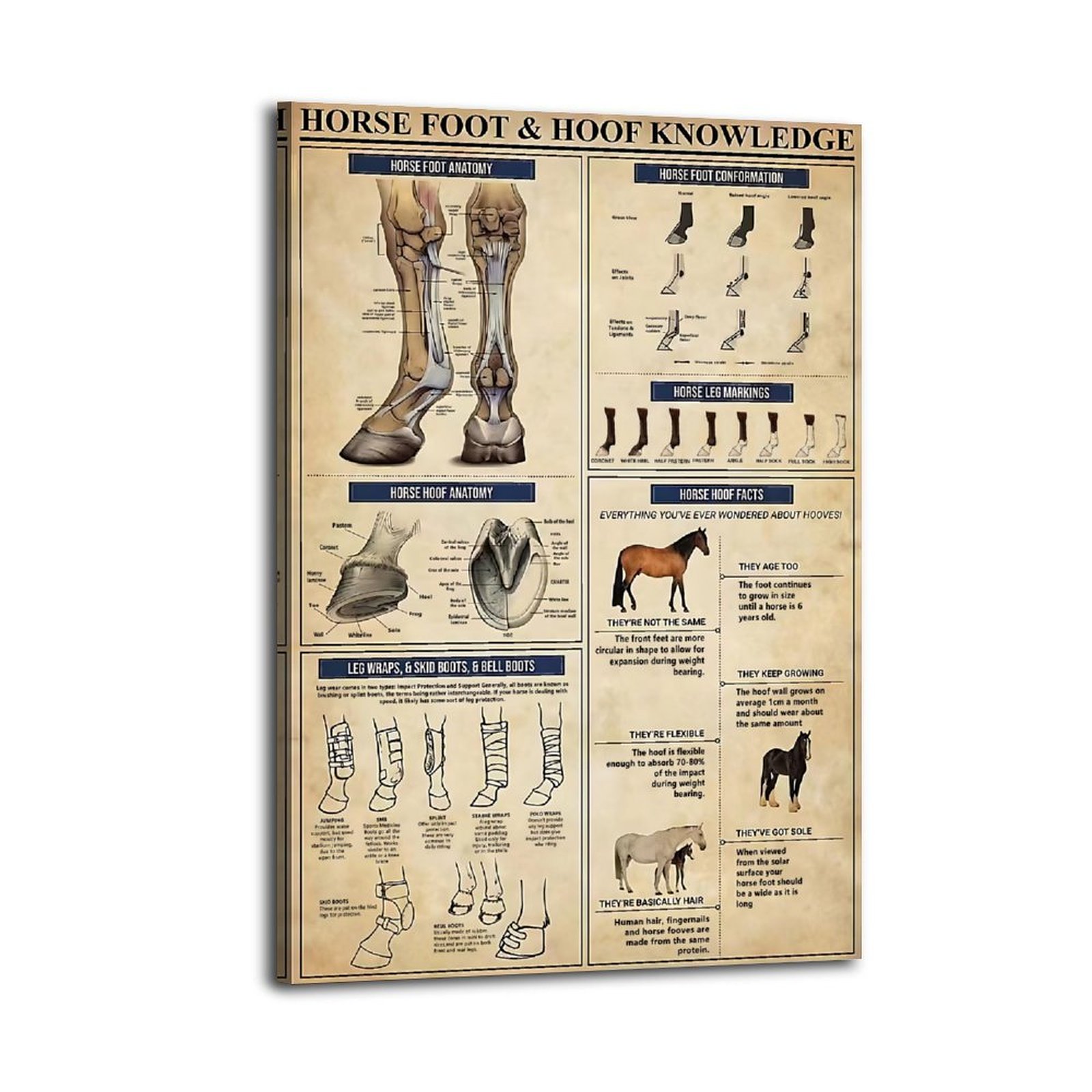 HORSE FOOT & HOOF KNOWLEDGE Canvas Art Wall Decor Posters Home Bar ...