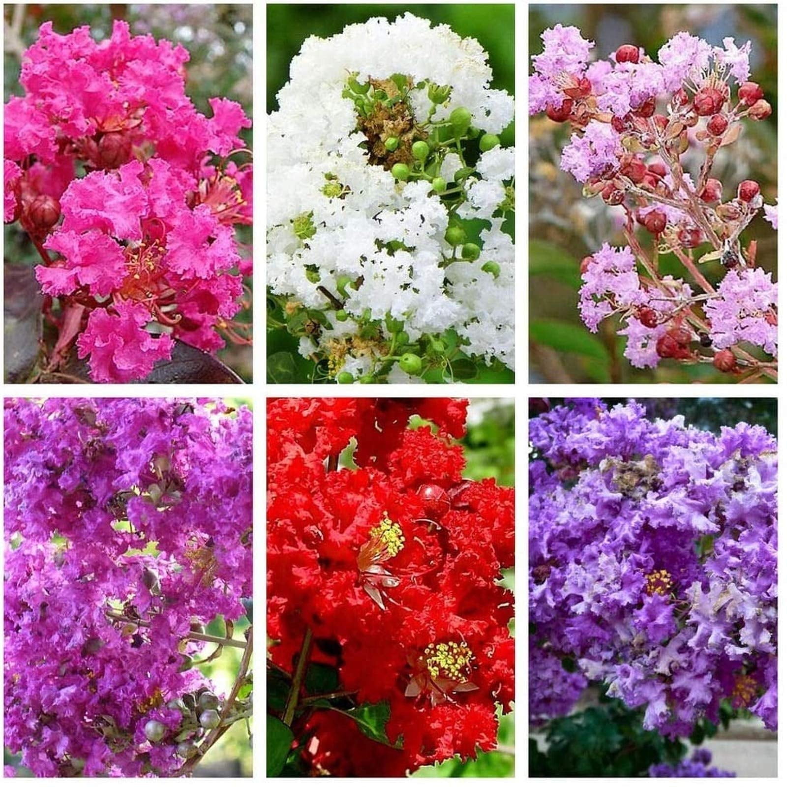 HOT!! - 50 Mixed Crepe Myrtle Lagerstroemia Tree Shrub Crape Red Pink ...