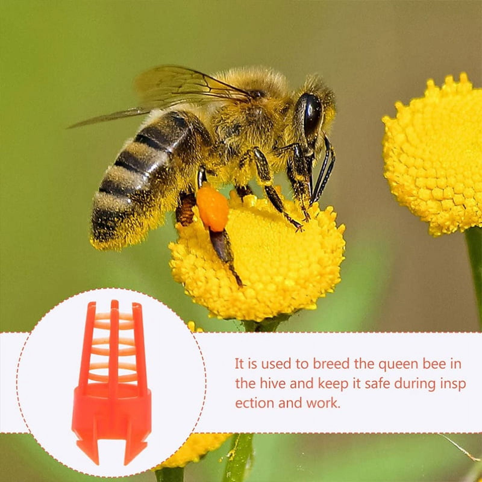 Queen Cap Comb Push-in Cell Protectors Beekeeping Queen-Bee Rearing ...