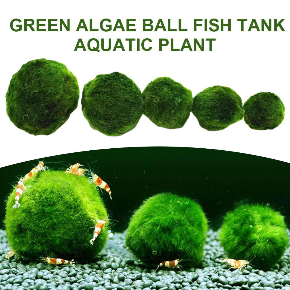 HPDL Aquarium Landscaping Decoration Green Algae Balls - Walmart.com