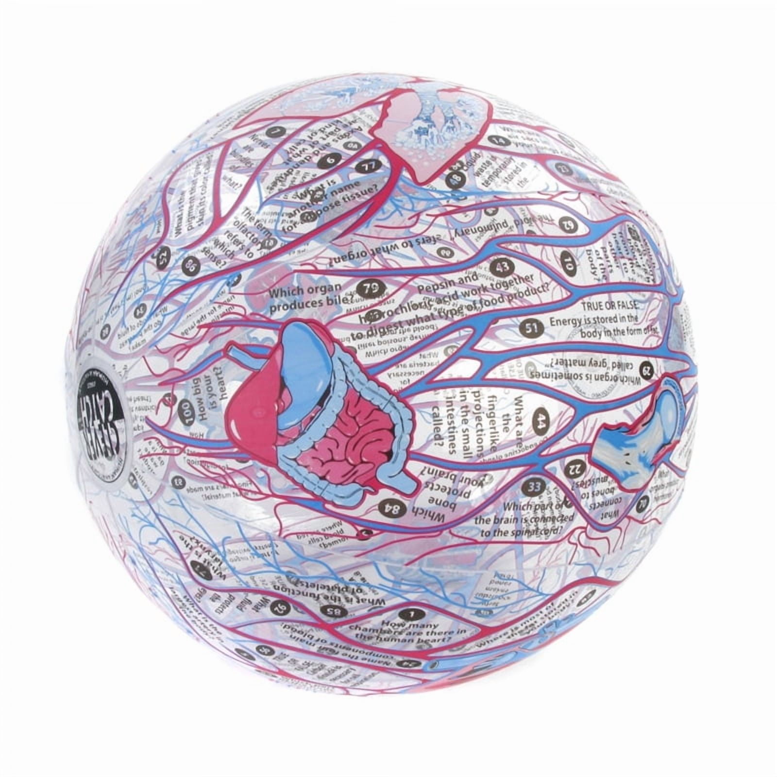HUMAN ANATOMY CLEVER CATCH BALL - Walmart.com