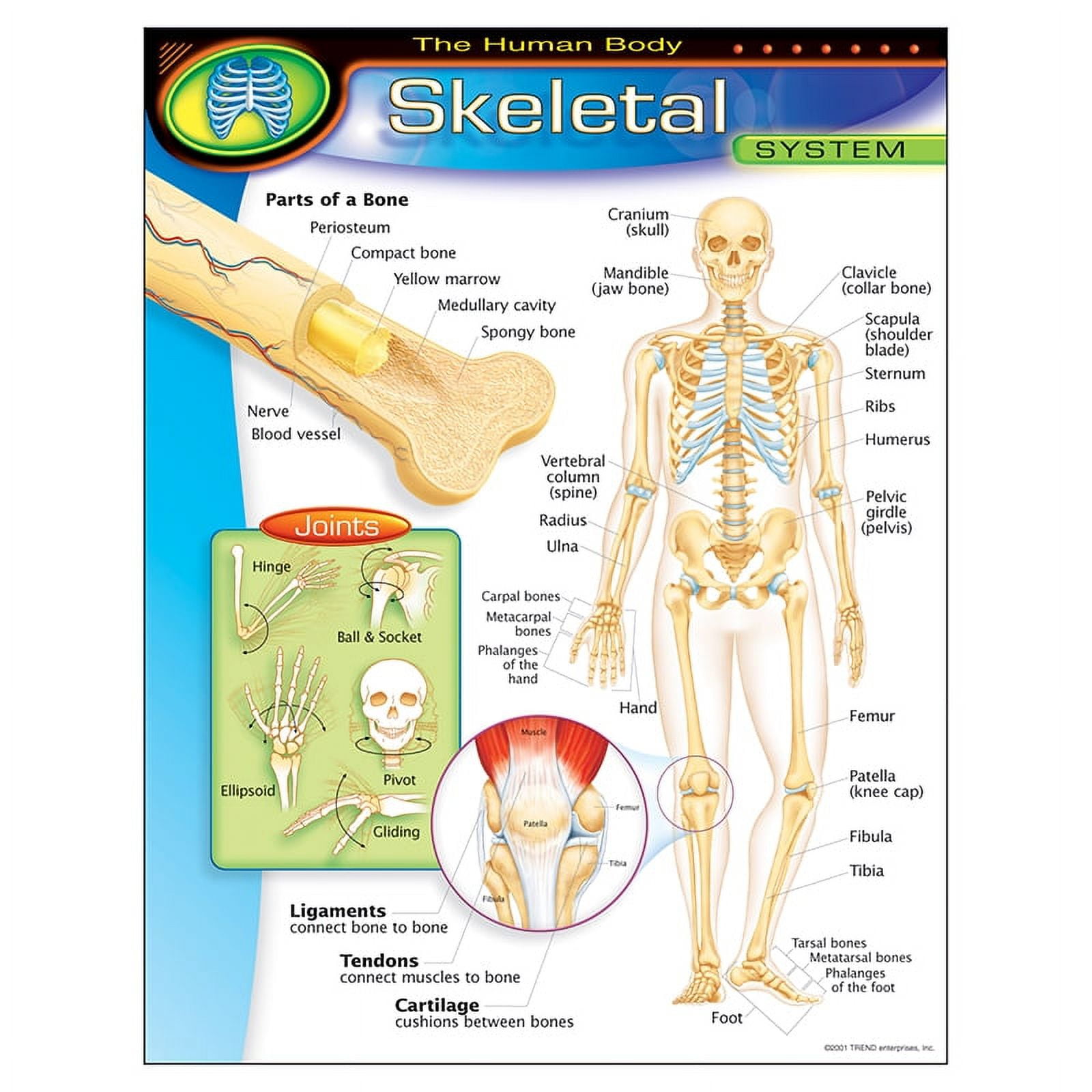 Human Anatomy Body Chart