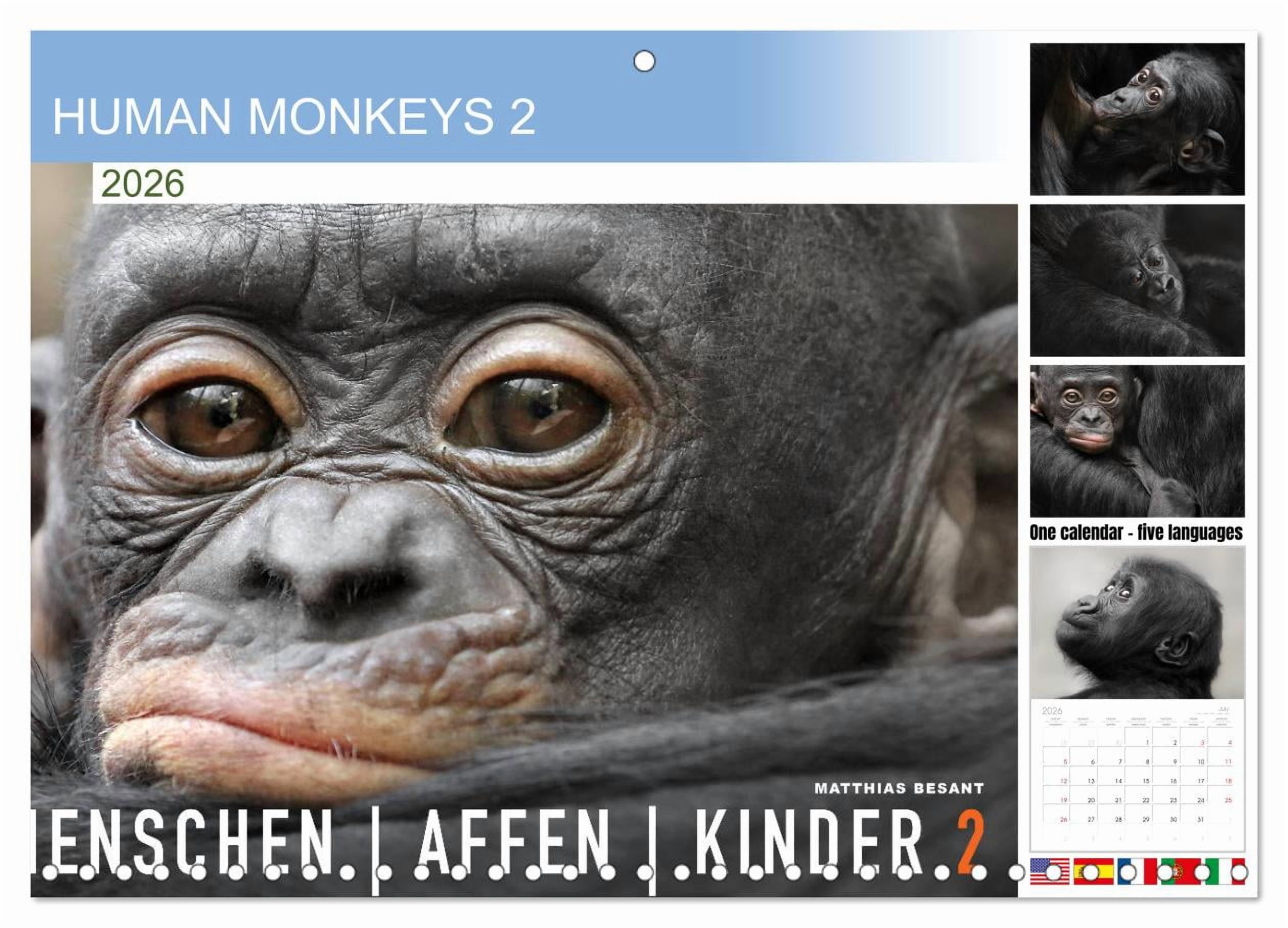 HUMAN MONKEYS 2 (Monthly Wall Calendar 2026 11.7 x 16.5 (open ...