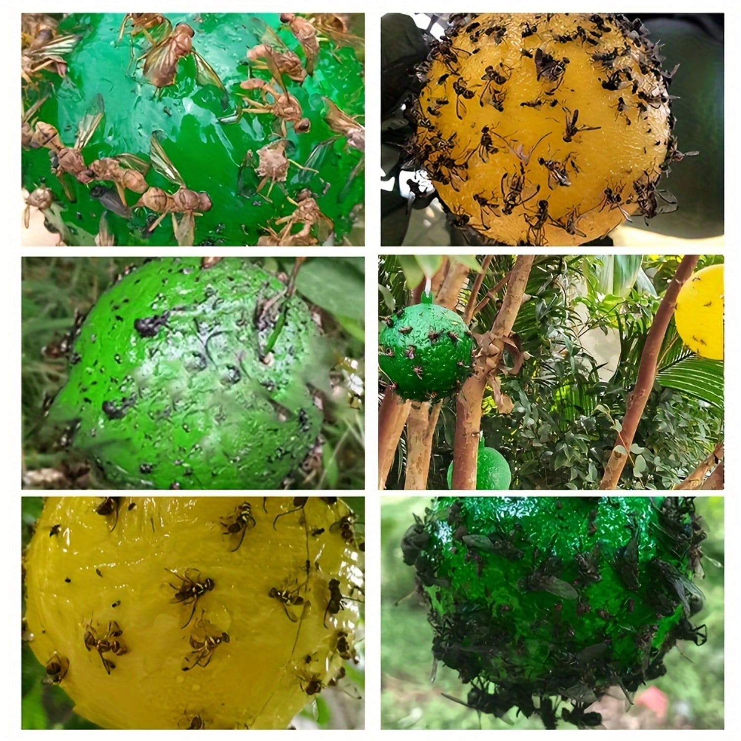 HYCGKJ Waterproof Heat-Resistant Sticky Fruit Fly Insect Trap Balls ...