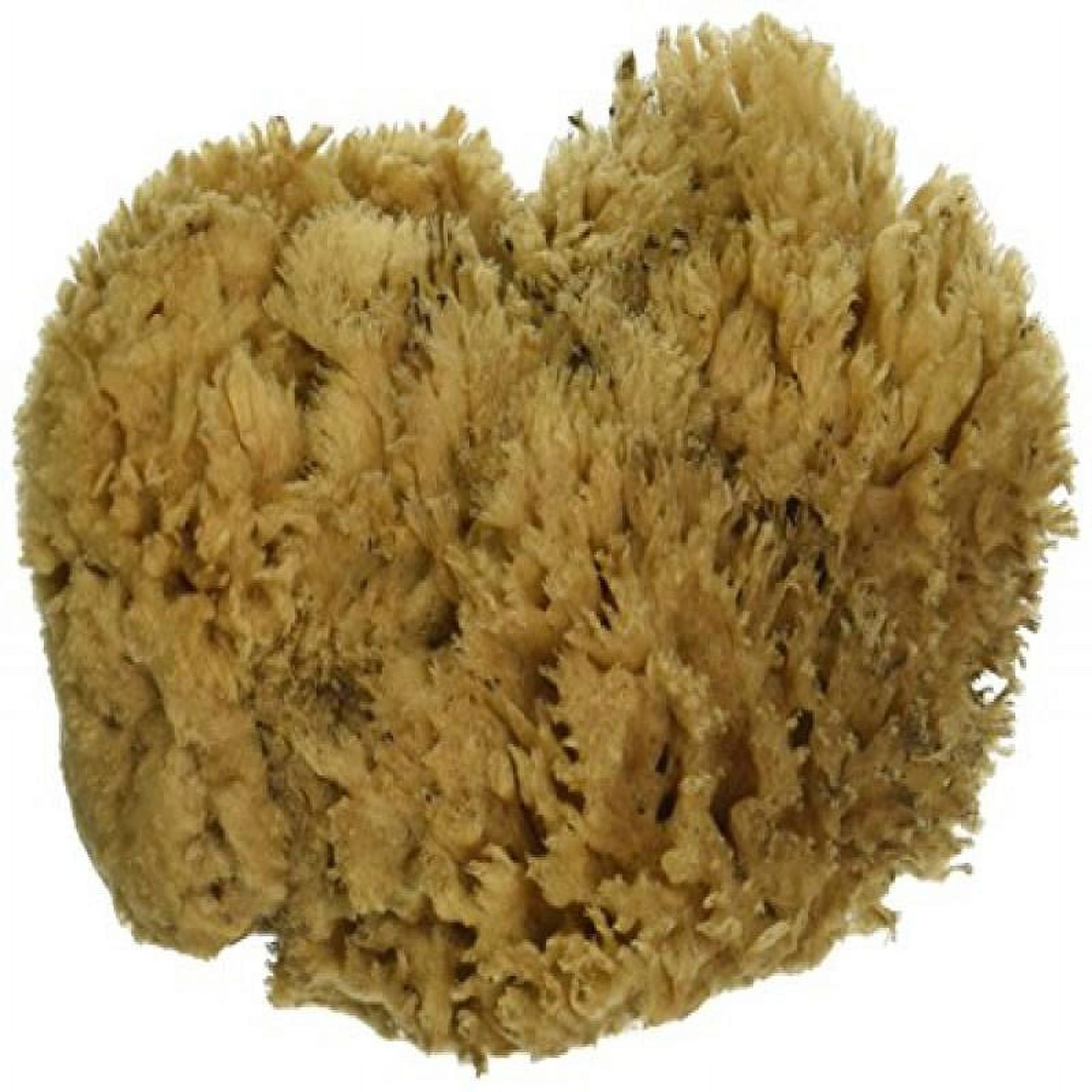HYDRA 00509 Number-556 5-1/2-Inch X 6-Inch 156 Key Wool Natural Sponge ...