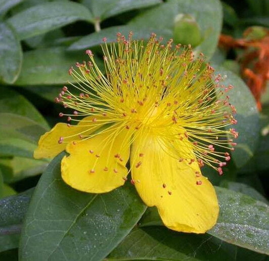 HYPERICUM CALYCINUM~ST. JOHN'S WORT~HARDY PERENNIAL GROUND COVER PLANTS ...