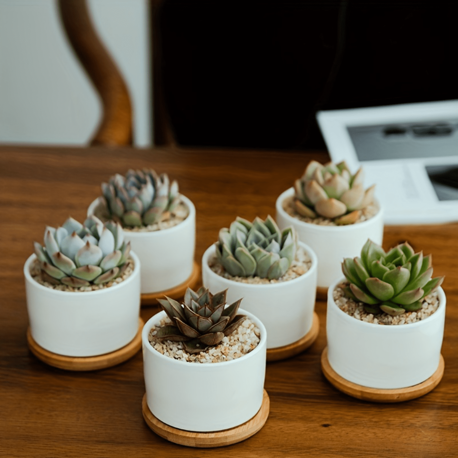 HYYANGUWENTI Meaty White Porcelain Flower Pot Set of 6 for Indoor ...