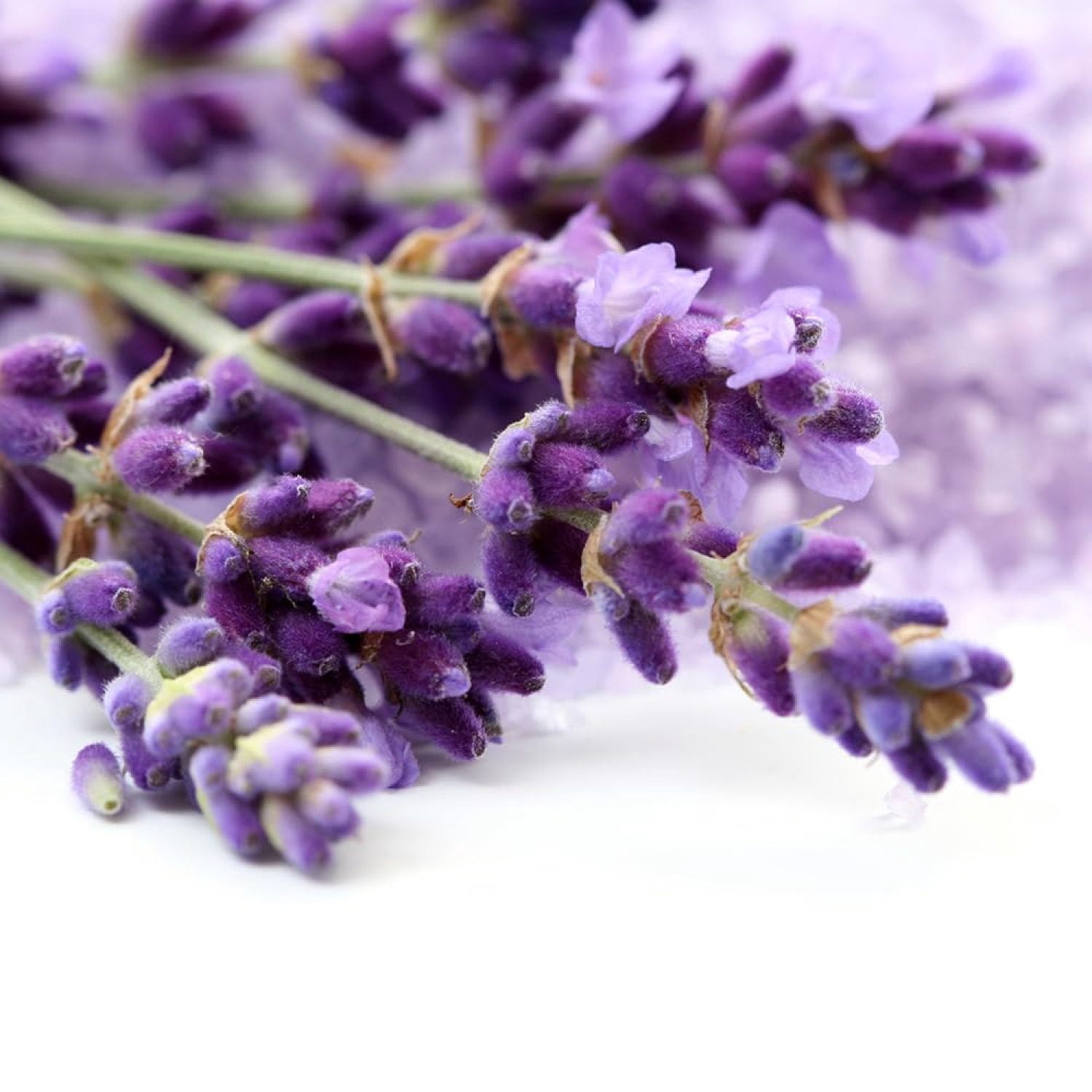HZJF Premium Lavender Extract from Natural Flavors, Light Floral ...