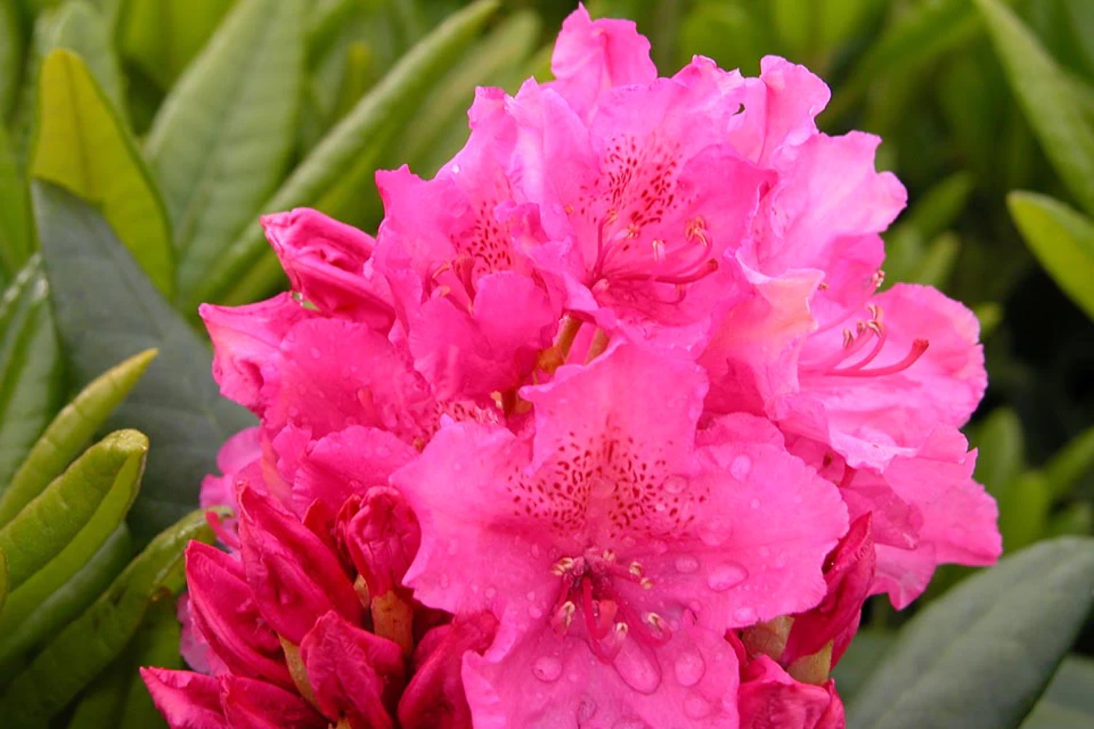 Haaga Rhododendron - Walmart.com