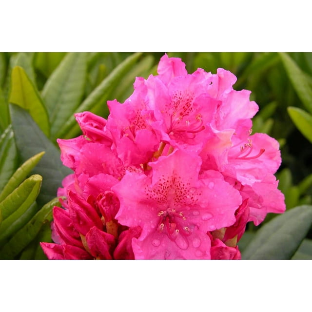 Haaga Rhododendron - Walmart.com