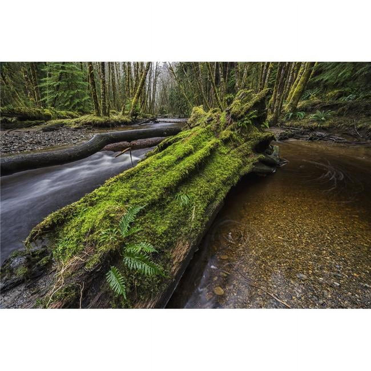 Haans Creek Flows Through The Green Rainforest Near Sandspit Which is ...