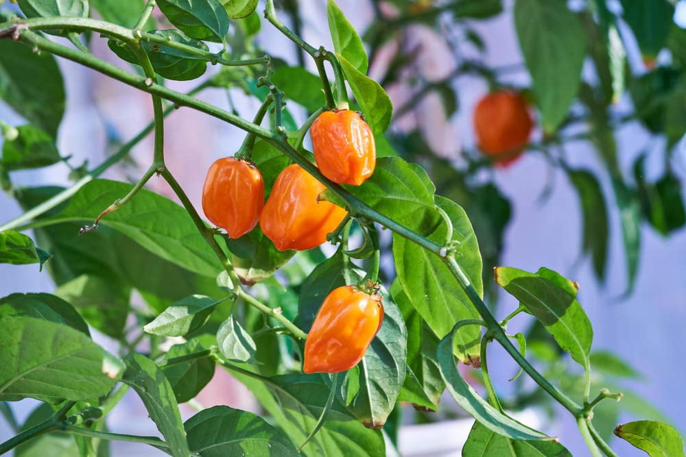 Habañero Hot Pepper FEV6 Seeds for Planting, 25+ Heirloom Seeds Per ...