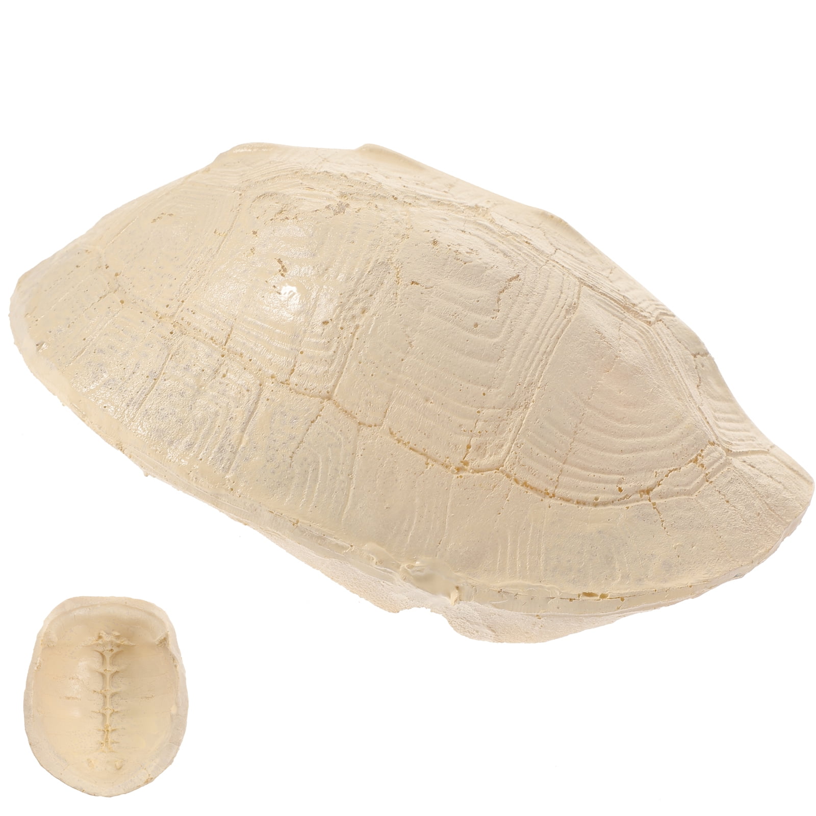 Climbing Pets to Avoid Turtle Tarantula Hides and Caves Animals Baby ...