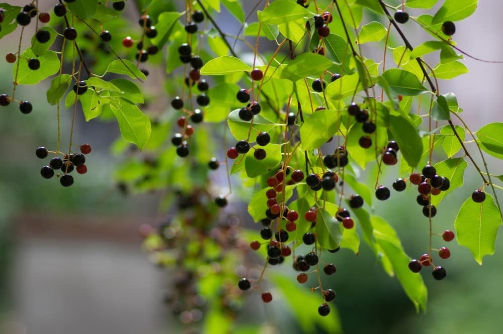Hackberry Tree Seedlings for Planting - Grow Bird Cherry Trees, Great ...