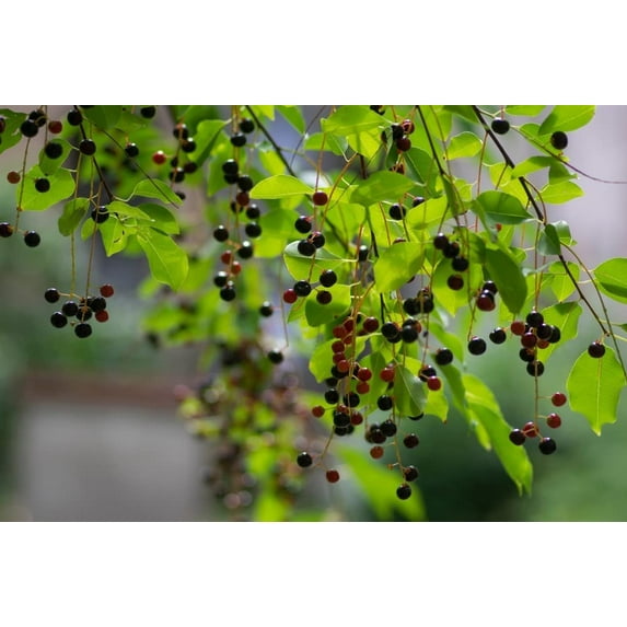 Hackberry Tree Seedlings for Planting - Grow Bird Cherry Trees, Great ...