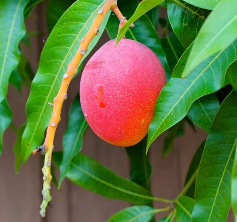 Haden Mango Grafted Tree 1.5-4 Ft Tall. Ship To ALL STATES - Walmart.com