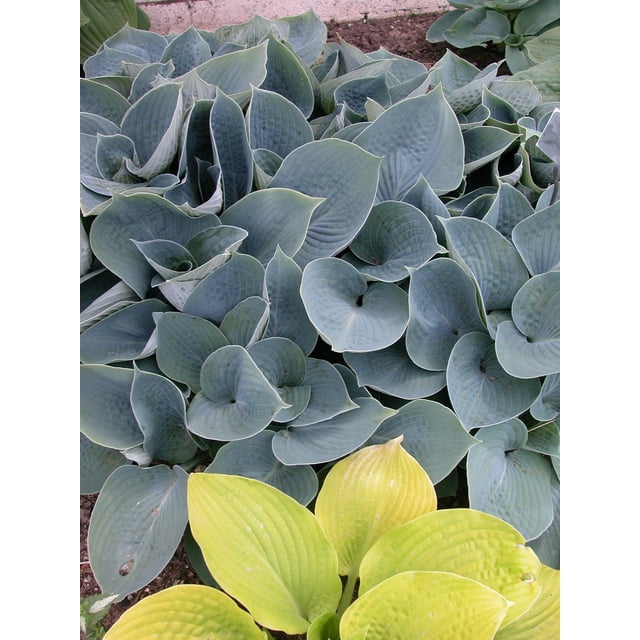 Hadspen Blue Hosta - Shade Perennial - Gallon Pot - Walmart.com