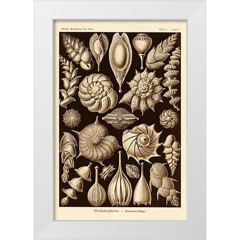 Haeckel, Ernst 11x14 White Modern Wood Framed Museum Art Print Titled ...