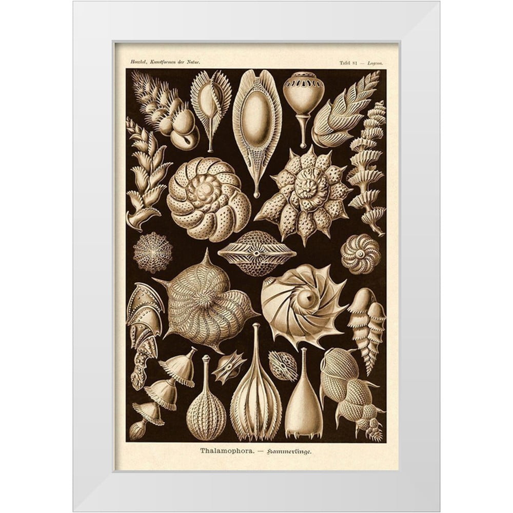 Haeckel, Ernst 11x14 White Modern Wood Framed Museum Art Print Titled ...