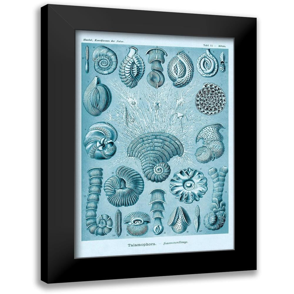 Haeckel, Ernst 13x18 Black Modern Framed Museum Art Print Titled ...