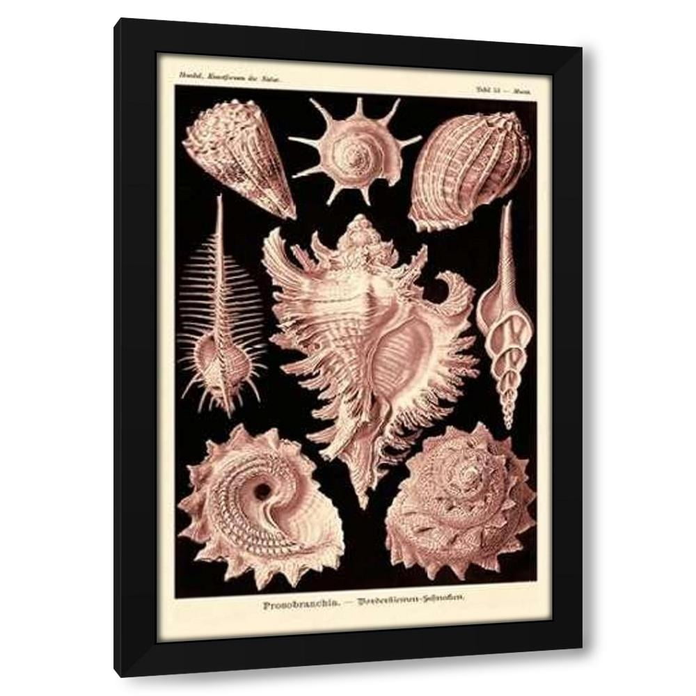 Ernst Haeckel 17x24 Black Modern Wood Framed Wall Art Titled - Haeckel ...