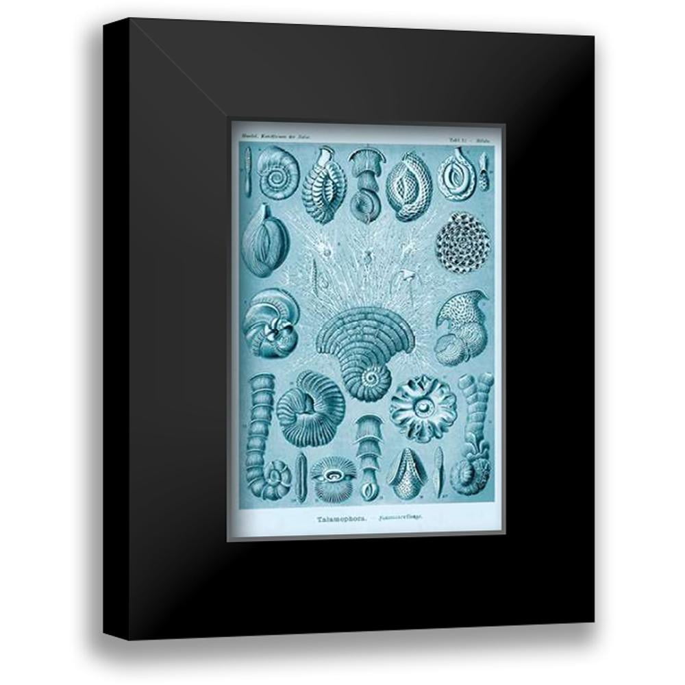 Haeckel, Ernst 17x24 Black Modern Framed Museum Art Print Titled ...