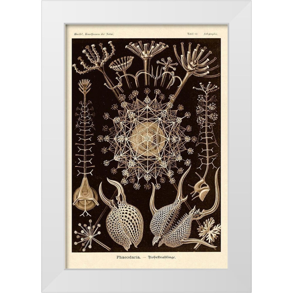 Haeckel, Ernst 17x24 White Modern Wood Framed Museum Art Print Titled ...