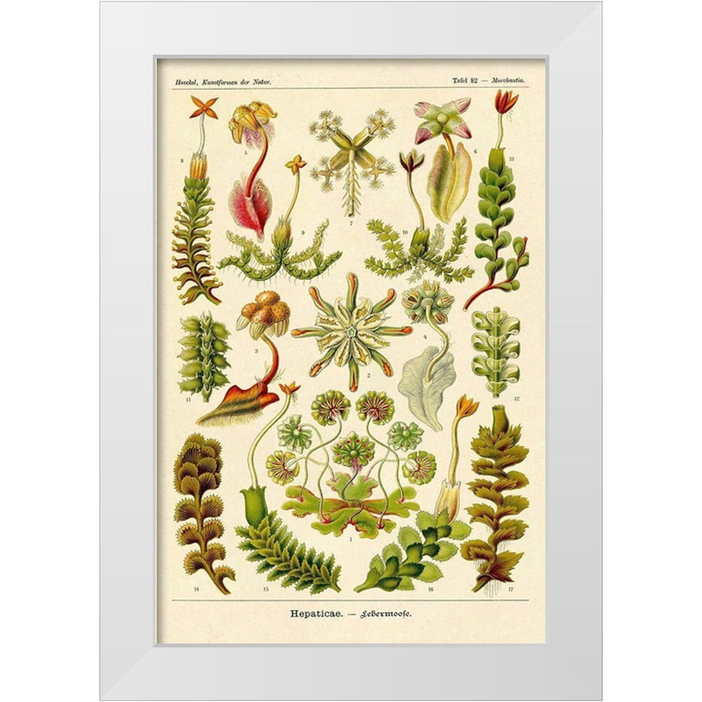 Haeckel, Ernst 23x32 White Modern Wood Framed Museum Art Print Titled ...