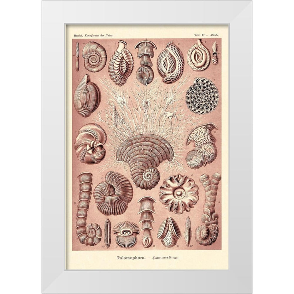 Haeckel, Ernst 23x32 White Modern Wood Framed Museum Art Print Titled ...