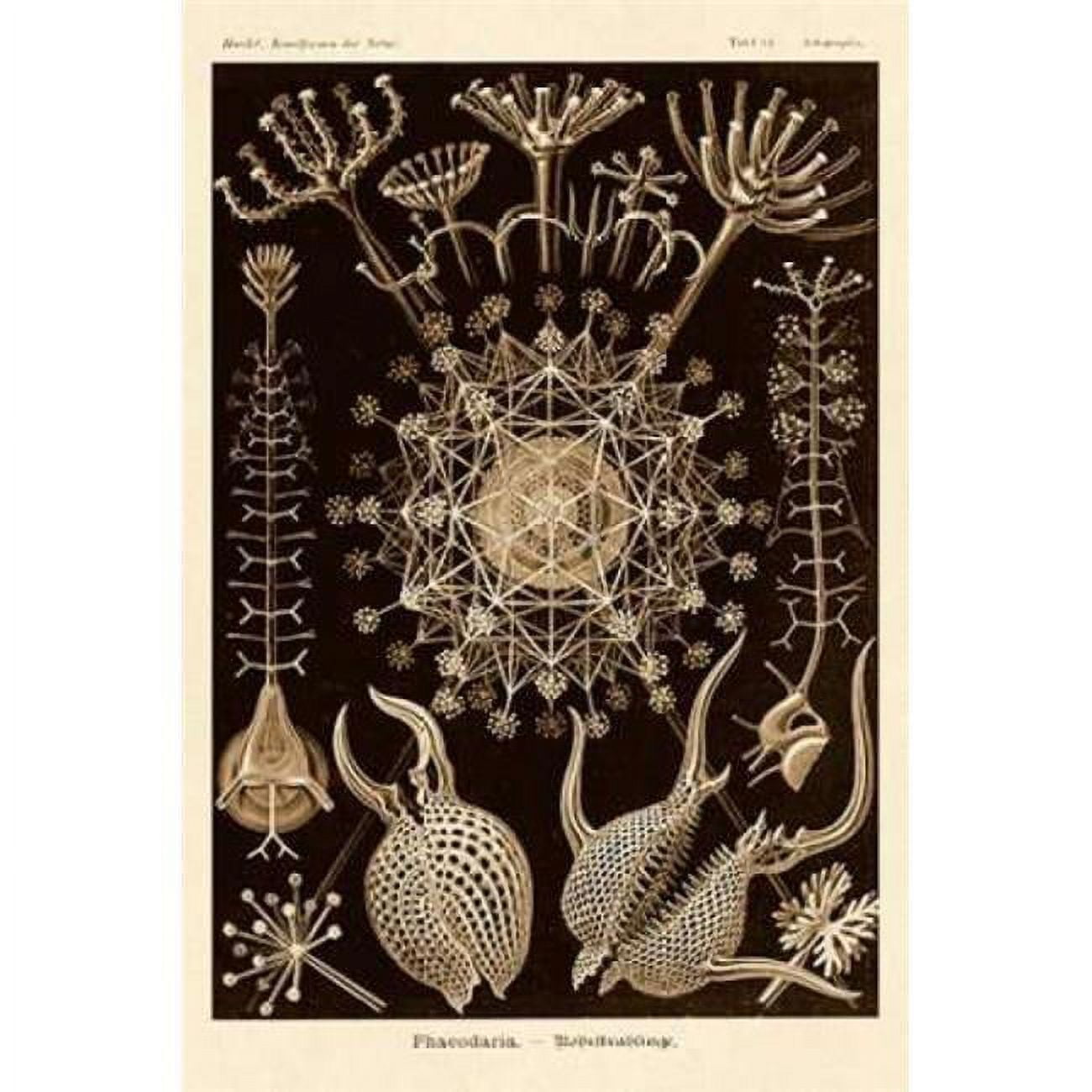 Haeckel Nature Illustrations - Phaeodaria Radiolarians - Sepia Tint ...