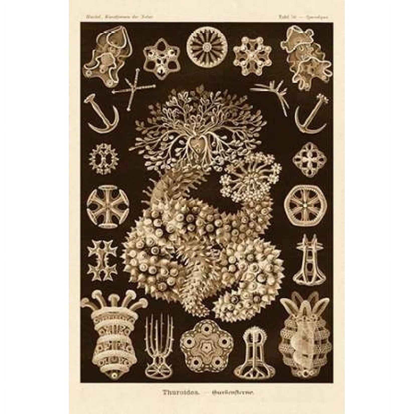 Haeckel Nature Illustrations: Sea Cucumbers - Sepia Tint Poster Print ...