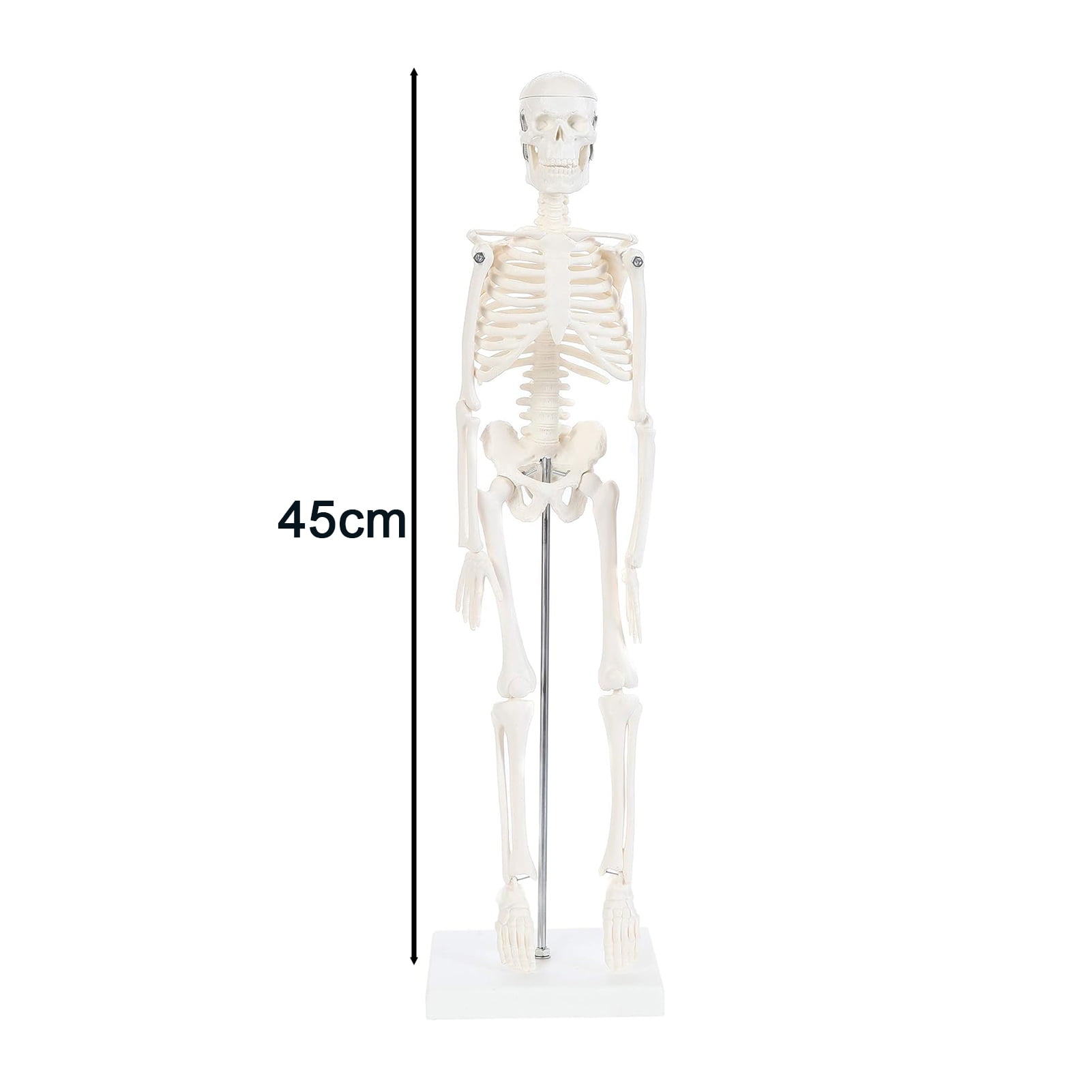 Hahasong Body Skeleton Model - Durable Flexible Joints - Mini Human ...