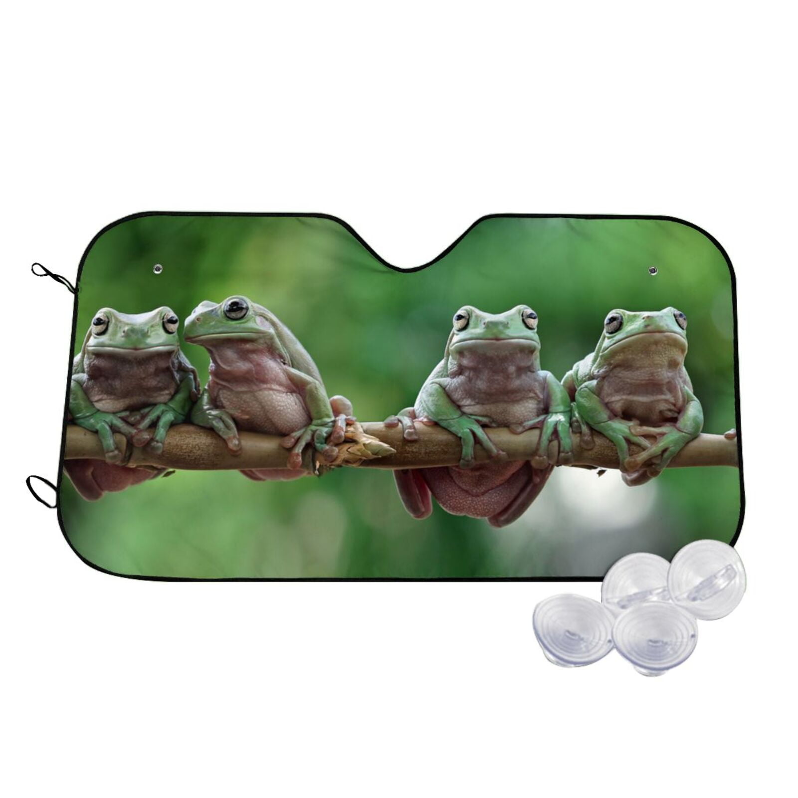 Haiem Australian White Tree Frog Sitting on Branch Car Windshield Sun ...