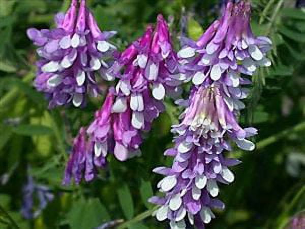 Pennington Hairy Vetch Seed, 5 Lbs, Legumes for Soil Improvement ...