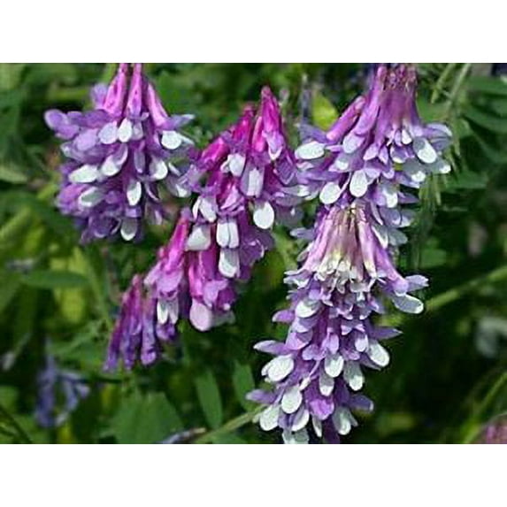 Pennington Hairy Vetch Seed, 5 Lbs, Legumes for Soil Improvement ...
