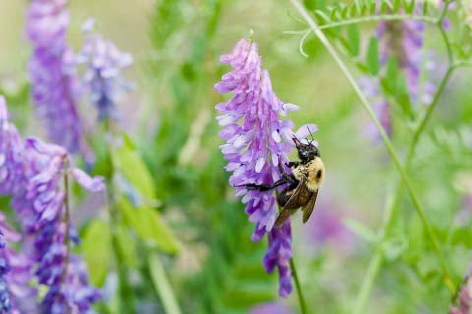 Hairy Vetch Seeds, Food Plot Used As a Cover Crop, Green Manure ...