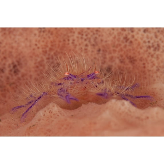 Hairy Squat Lobster Amongst A Pink And Orange Colored Sponge Bali