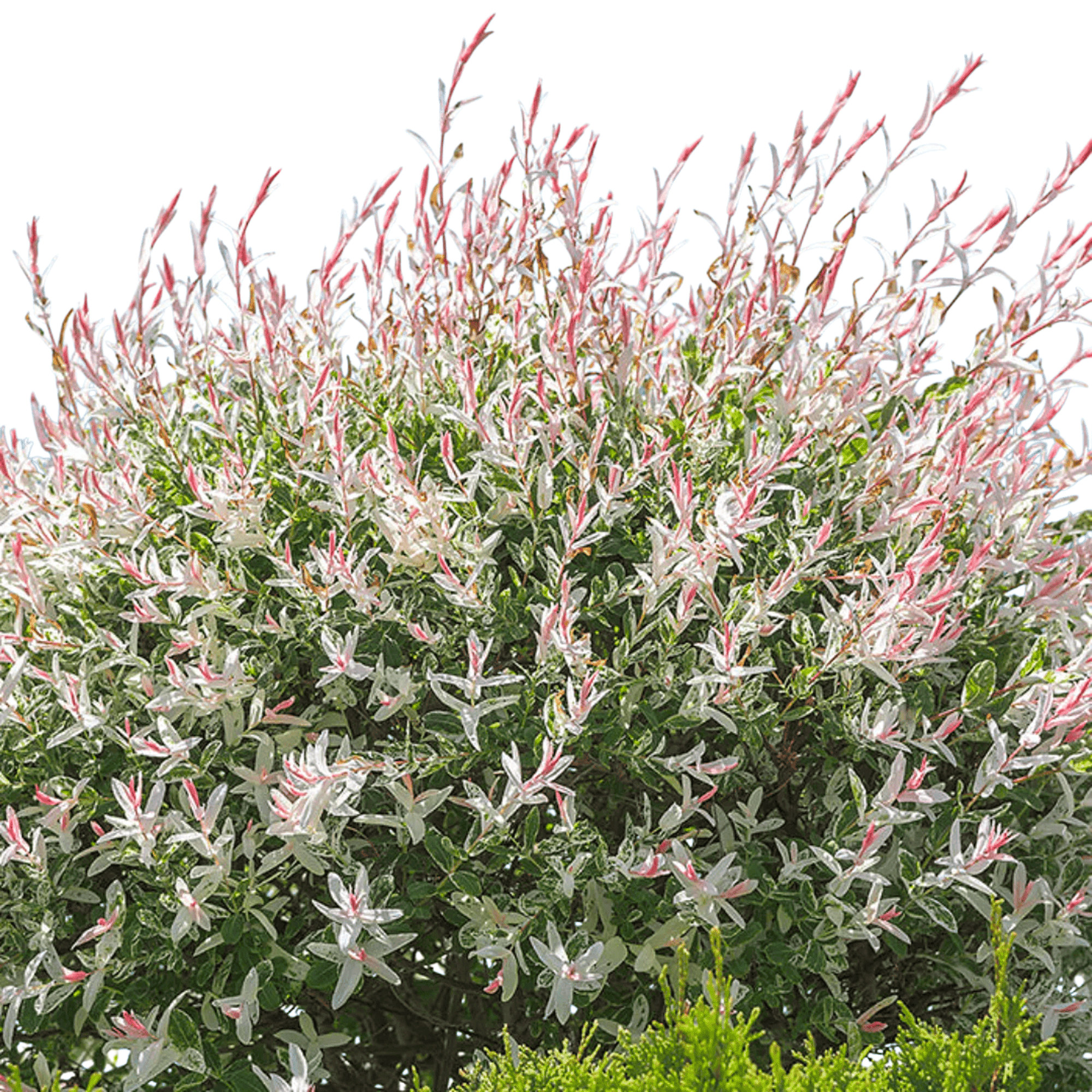 Hakuro-Nishiki Willow Tree – 1 Gallon Potted Plants, Set of 2 ...