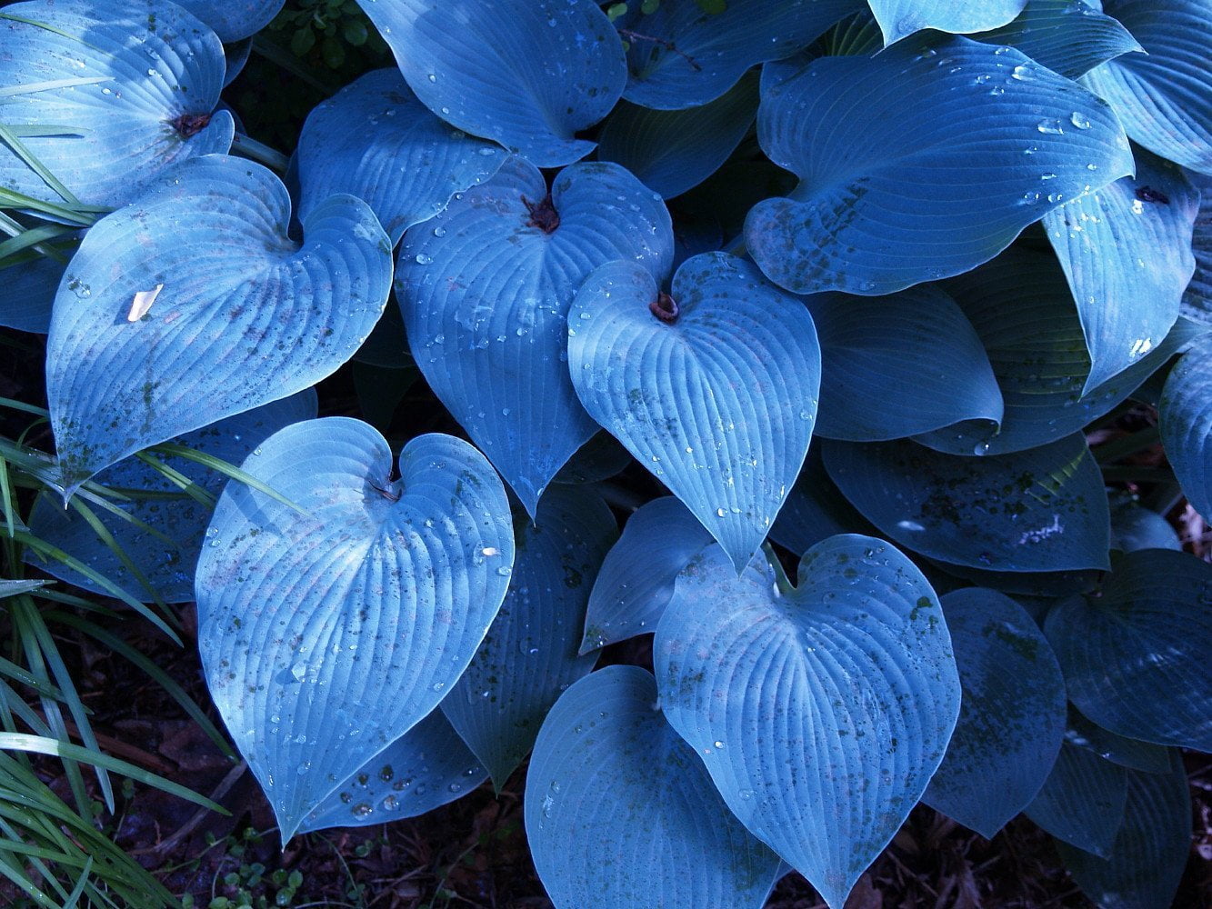 Halcyon Hosta - Indoor Real Flower, Medium Size Deep Green/Blue ...