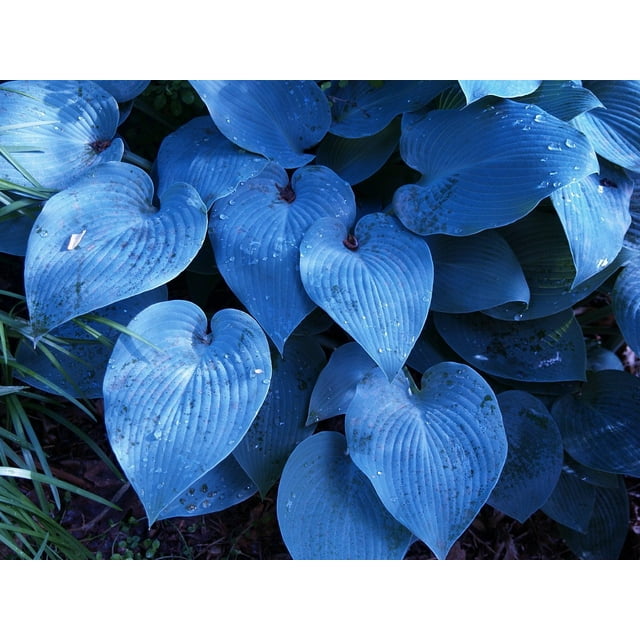 Halcyon Hosta - Indoor Real Flower, Medium Size Deep Green/Blue ...