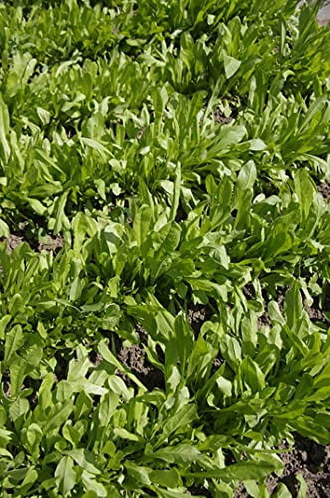 Hale Habitat & Seed Chicory Food Plot Seed, 5 lbs - Walmart.com