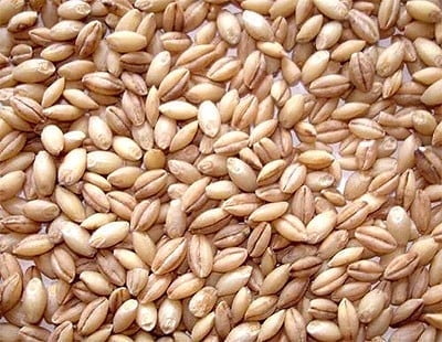Haleem Wheat (Peeled Wheat) 2 lb Pack of 2 - Walmart.com