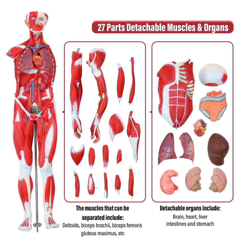 Half-Body Human Muscle & Organ Anatomy Model – 27 Detachable Parts for ...