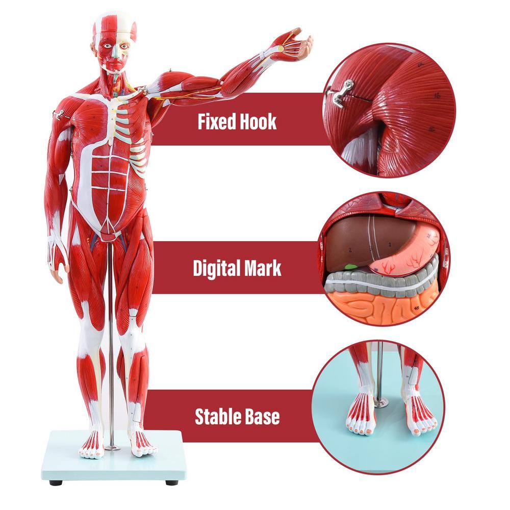 Half-Body Medical Anatomy Model Kit – 27 Removable Parts for In-Depth ...