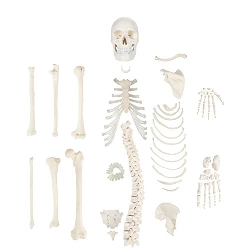 Half Disarticulated Human Skeleton with 3-Part Human Skull, Hand, Foot ...